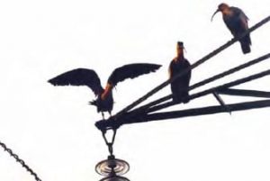 Birds: Threat to Lines & Threatened by Lines