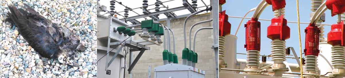 Protective Devices Installed to Reduce Wildlife Outages at Distribution ...