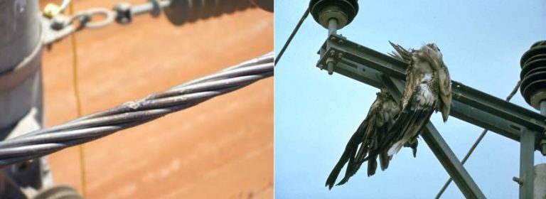 Protecting Overhead Lines & Substations from Wildlife Induced Outages