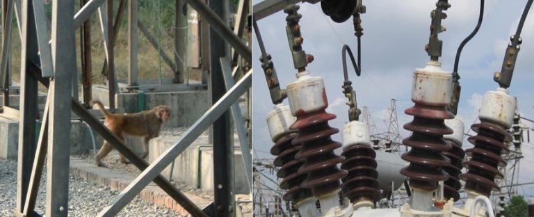Protecting Overhead Lines & Substations from Wildlife Induced Outages