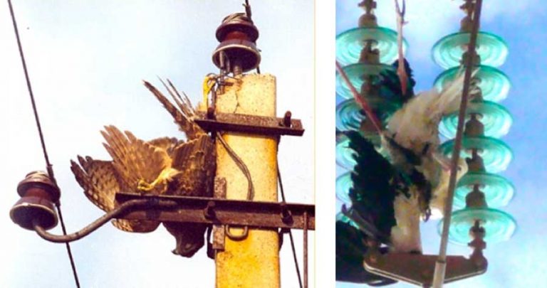 Birds: Threat to Lines & Threatened by Lines