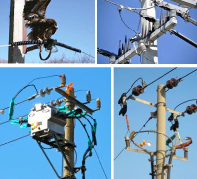 Birds: Threat to Lines & Threatened by Lines