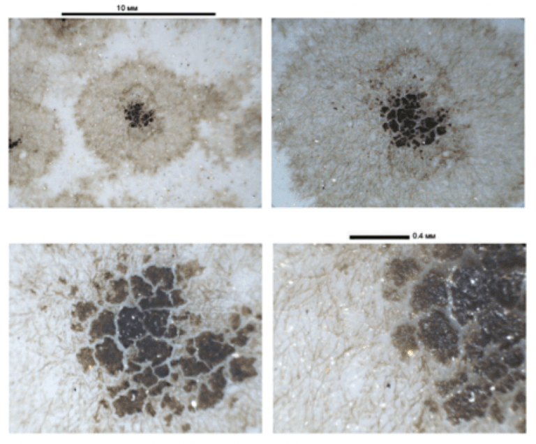Biological Growths on Composite Insulators