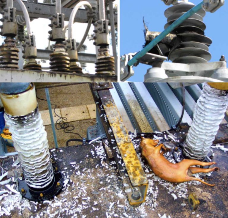 Reducing Wildlife Outages at Distribution Substations