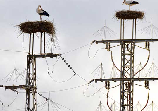 Bird Hazards to Transmission Lines