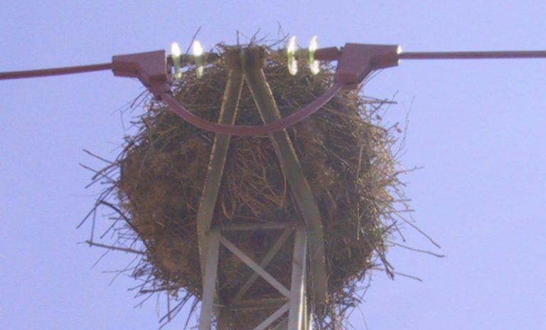 Protecting Overhead Lines & Substations from Wildlife Induced Outages