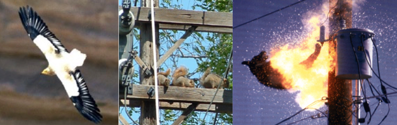 Protecting Overhead Lines & Substations from Wildlife Induced Outages