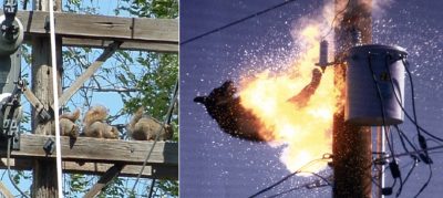 Protecting Overhead Lines & Substations from Wildlife Induced Outages
