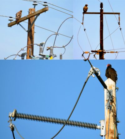 Birds: Threat to or Threatened by Lines?