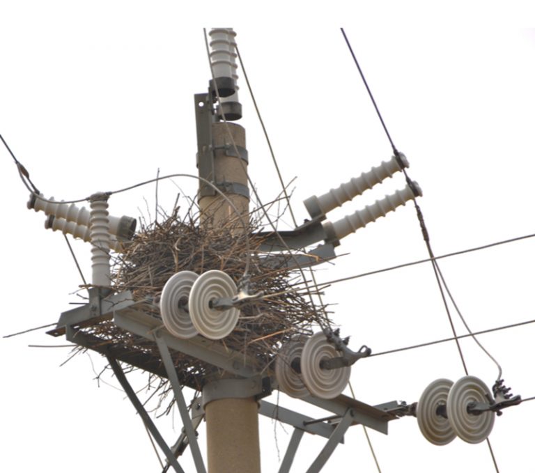 Birds: Threat to or Threatened by Lines?